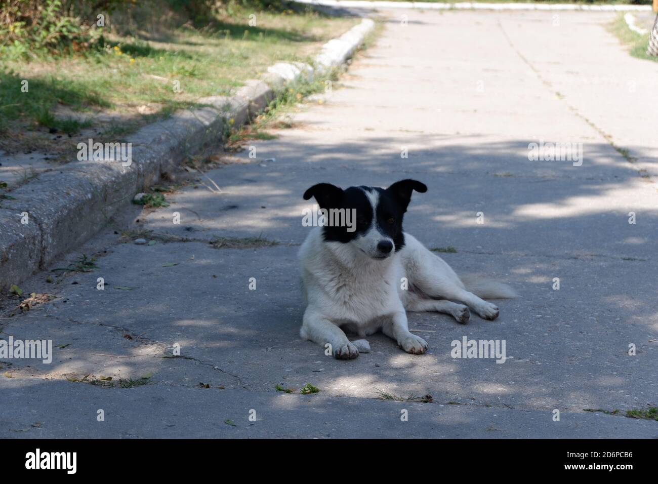 Small dog on street hi-res stock photography and images - Alamy