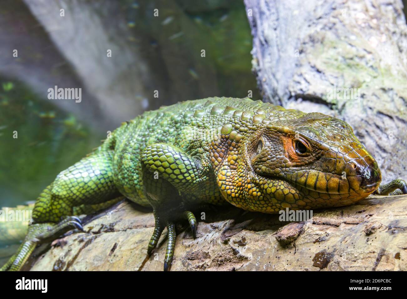 Caiman lizard lizards hi-res stock photography and images - Alamy