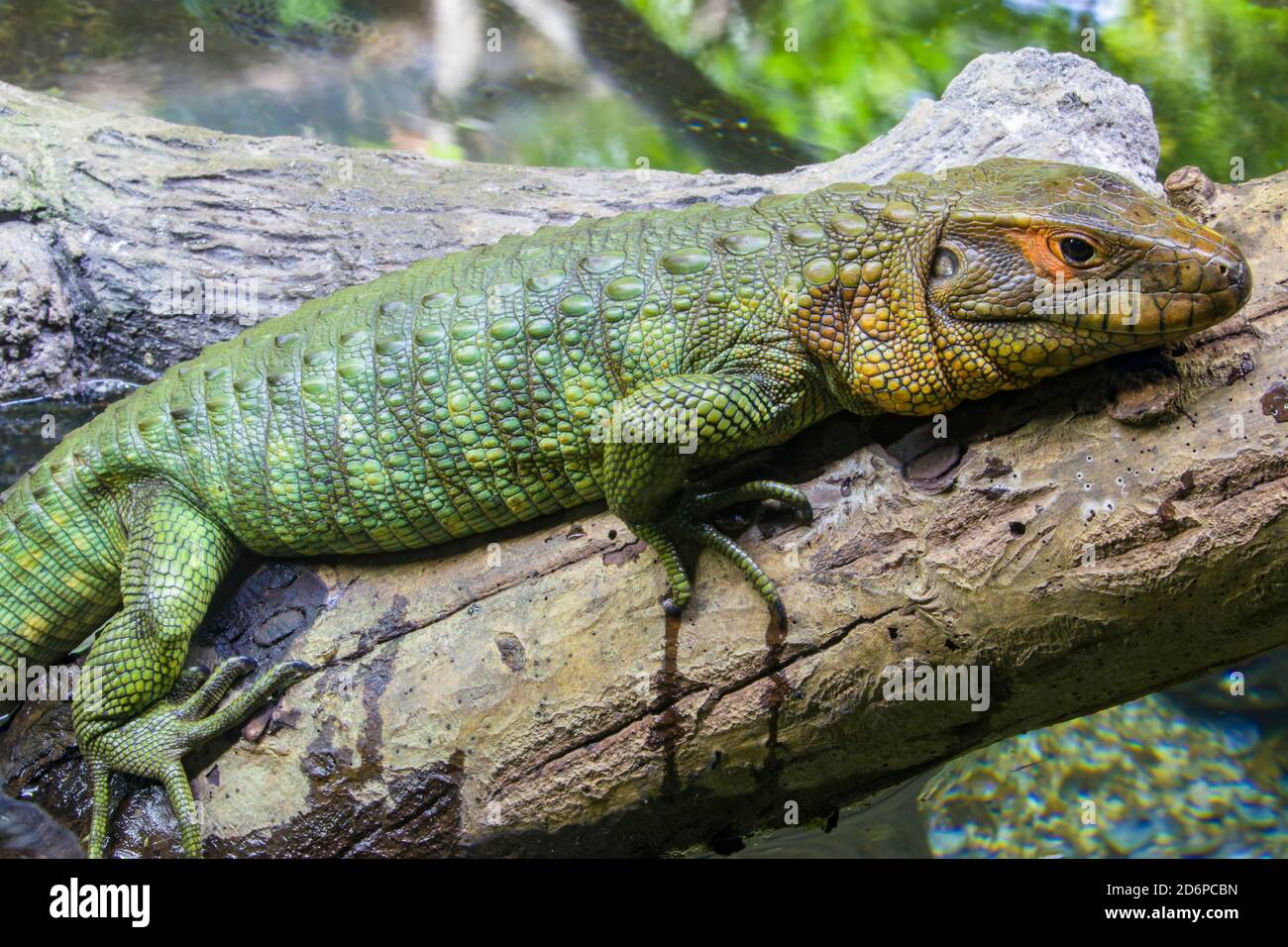 The Northern caiman lizard lies on the trunk. It is a species of lizard ...