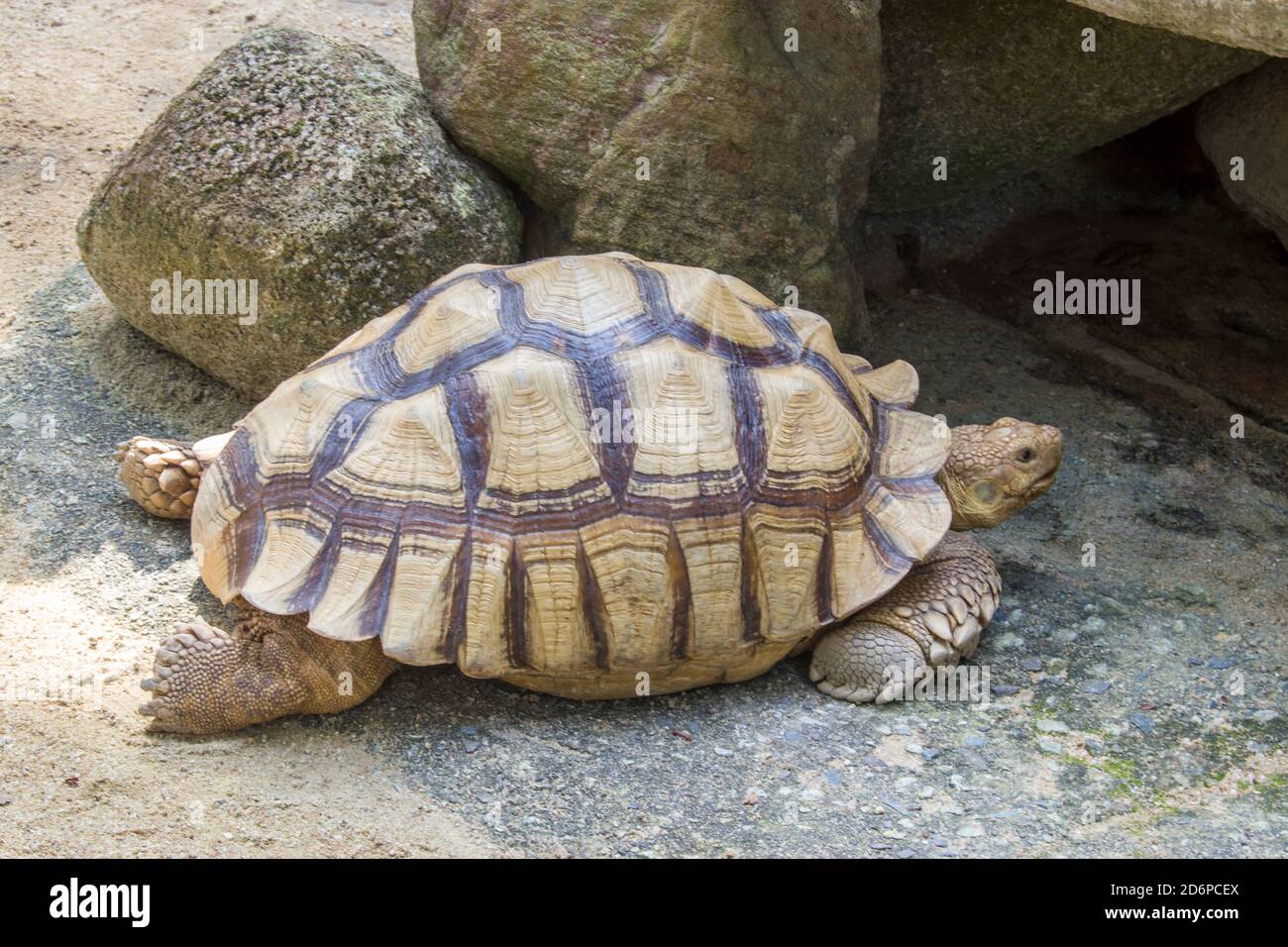 The African spurred tortoise (Centrochelys sulcata) is a species of ...