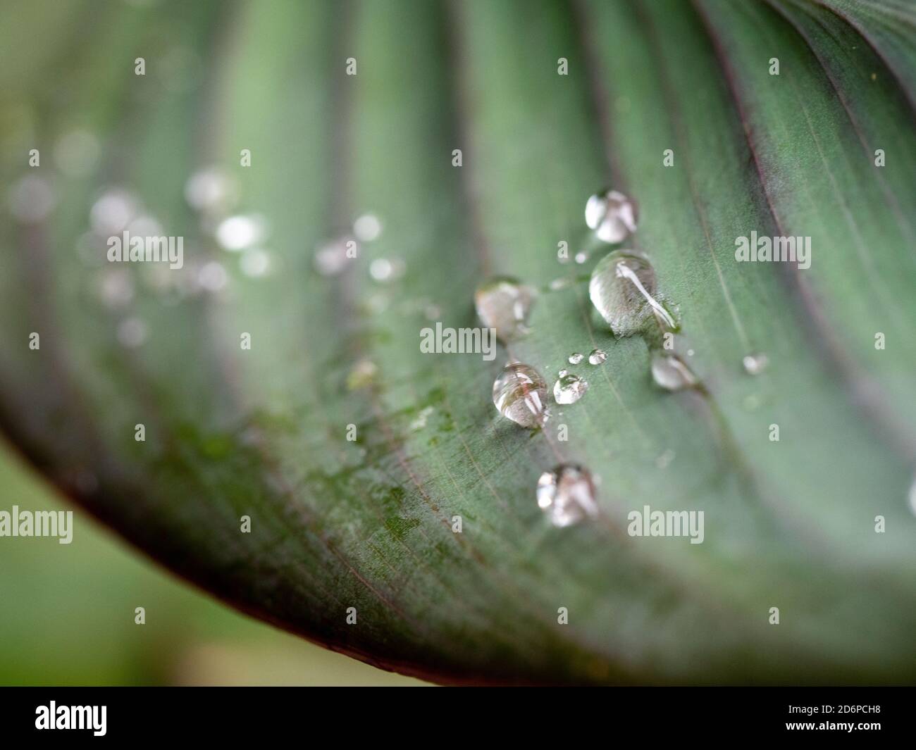 Macro of water drops on a blue green leaf with swirling curving ...