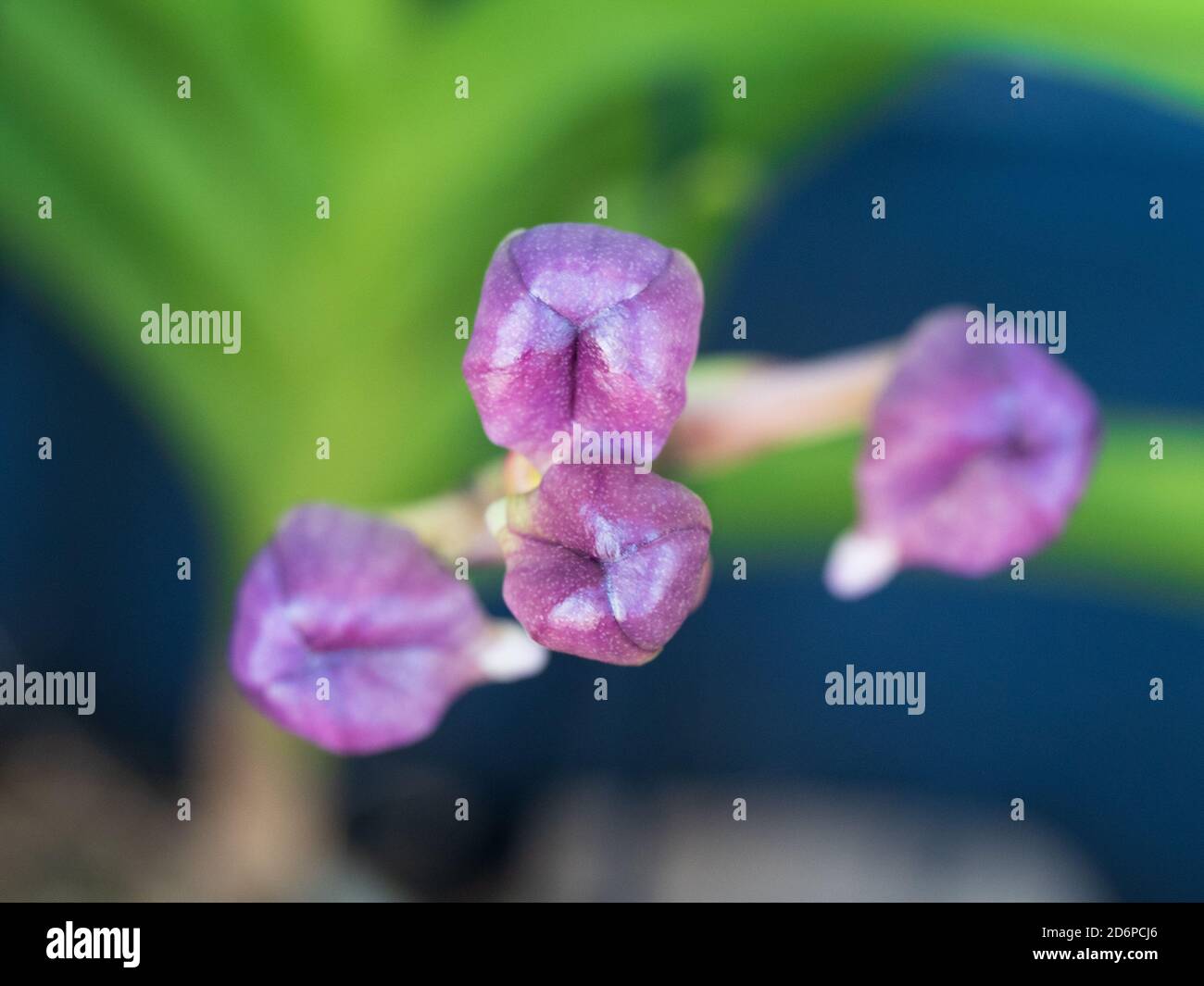 Flowers budding, Vanda Blue Orchid Buds in a sub tropical Australian ...