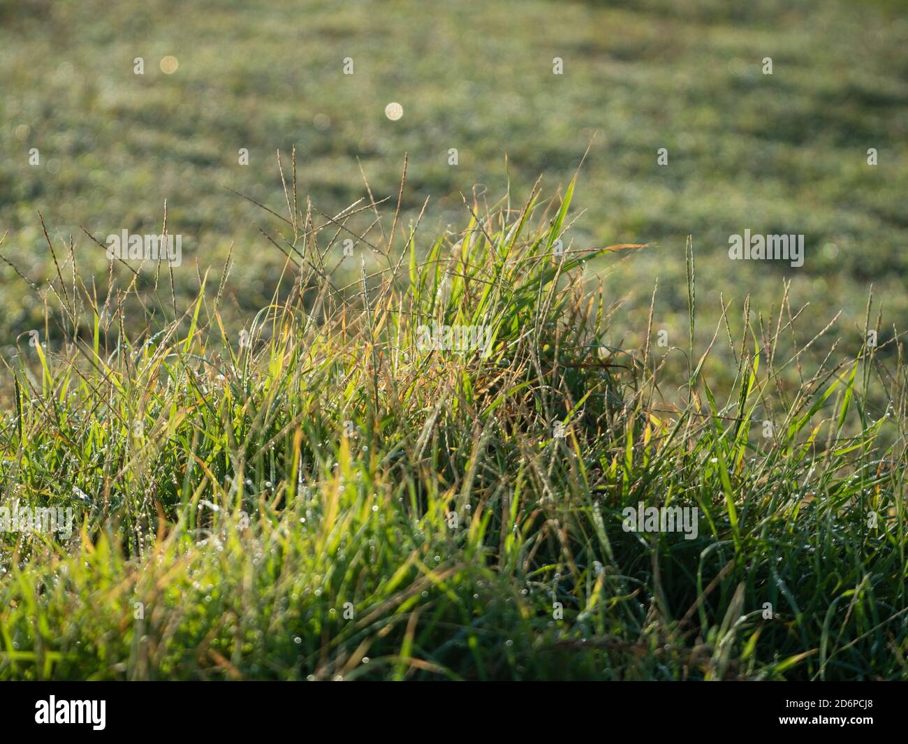 Clumpy grass hi-res stock photography and images - Alamy