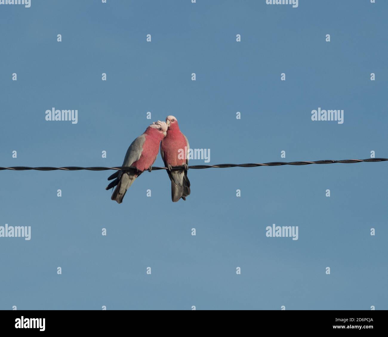 Pink galah love hi-res stock photography and images - Alamy