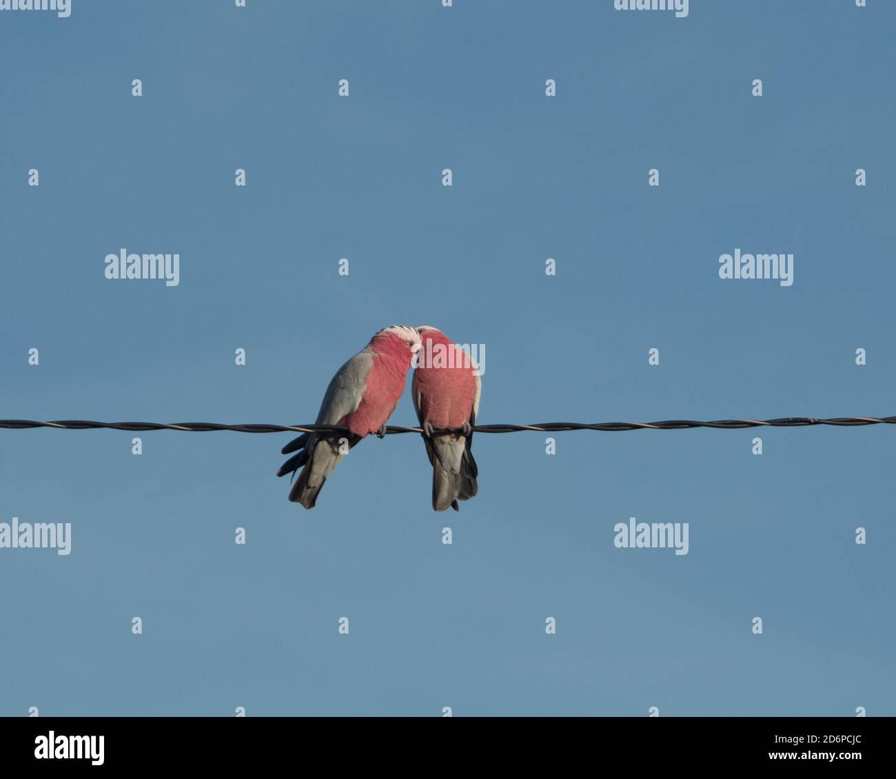 Kissing cockies hi-res stock photography and images - Alamy