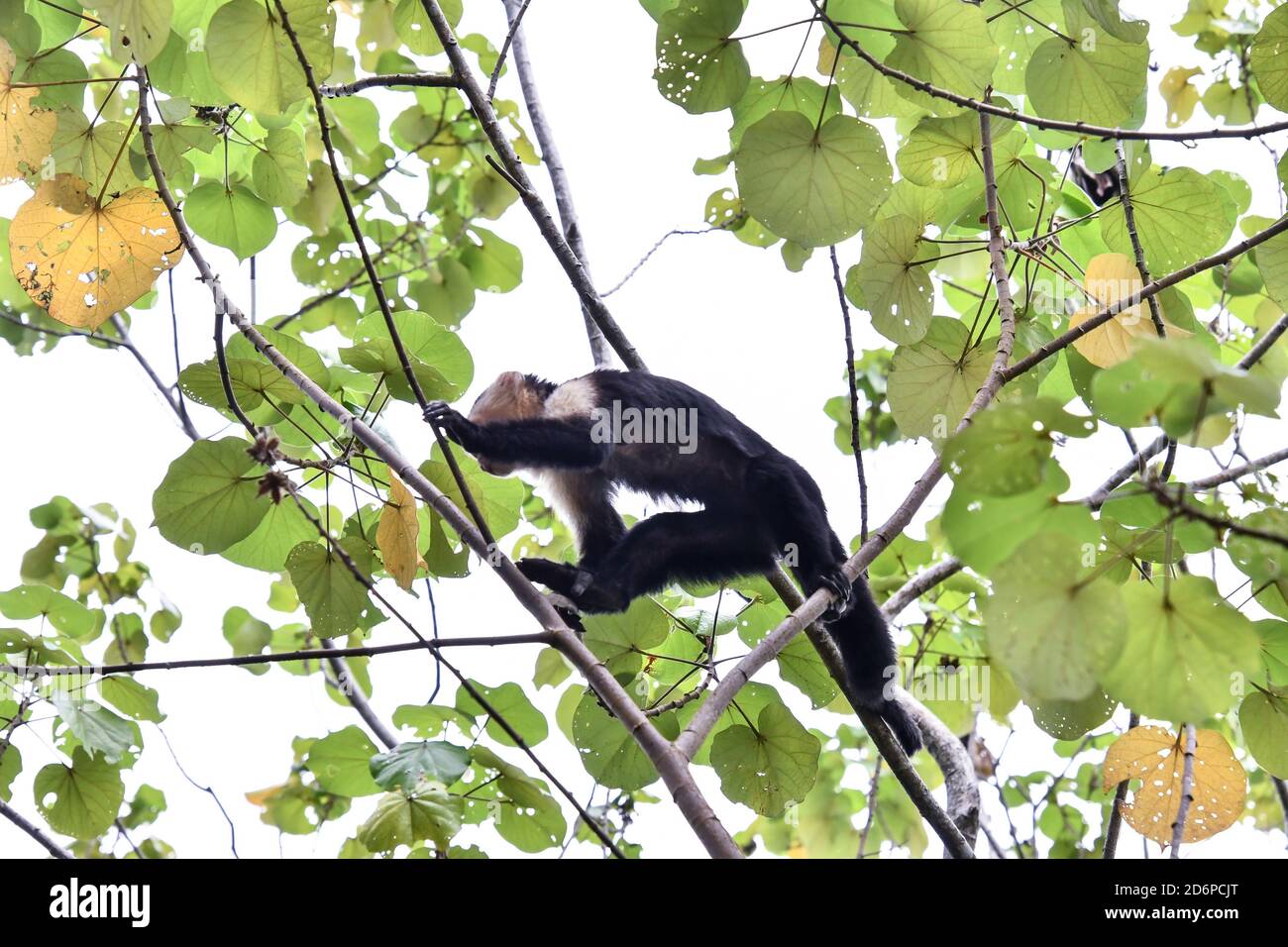 capuchin monkey primate , in Arenal Volcano area costa rica central ...