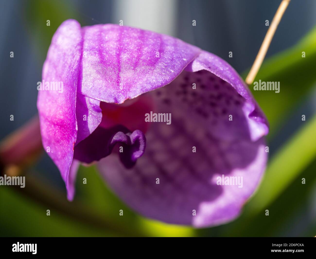 Closeup of a single Blue Vanda Orchid opening Stock Photo - Alamy