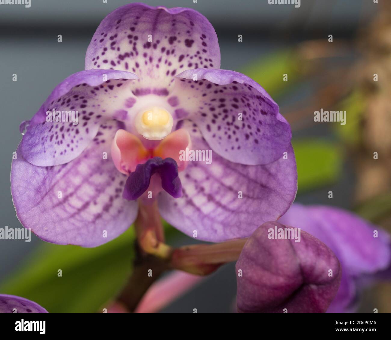 closeup of gorgeous Blue Vanda Orchid coming into full bloom Stock ...