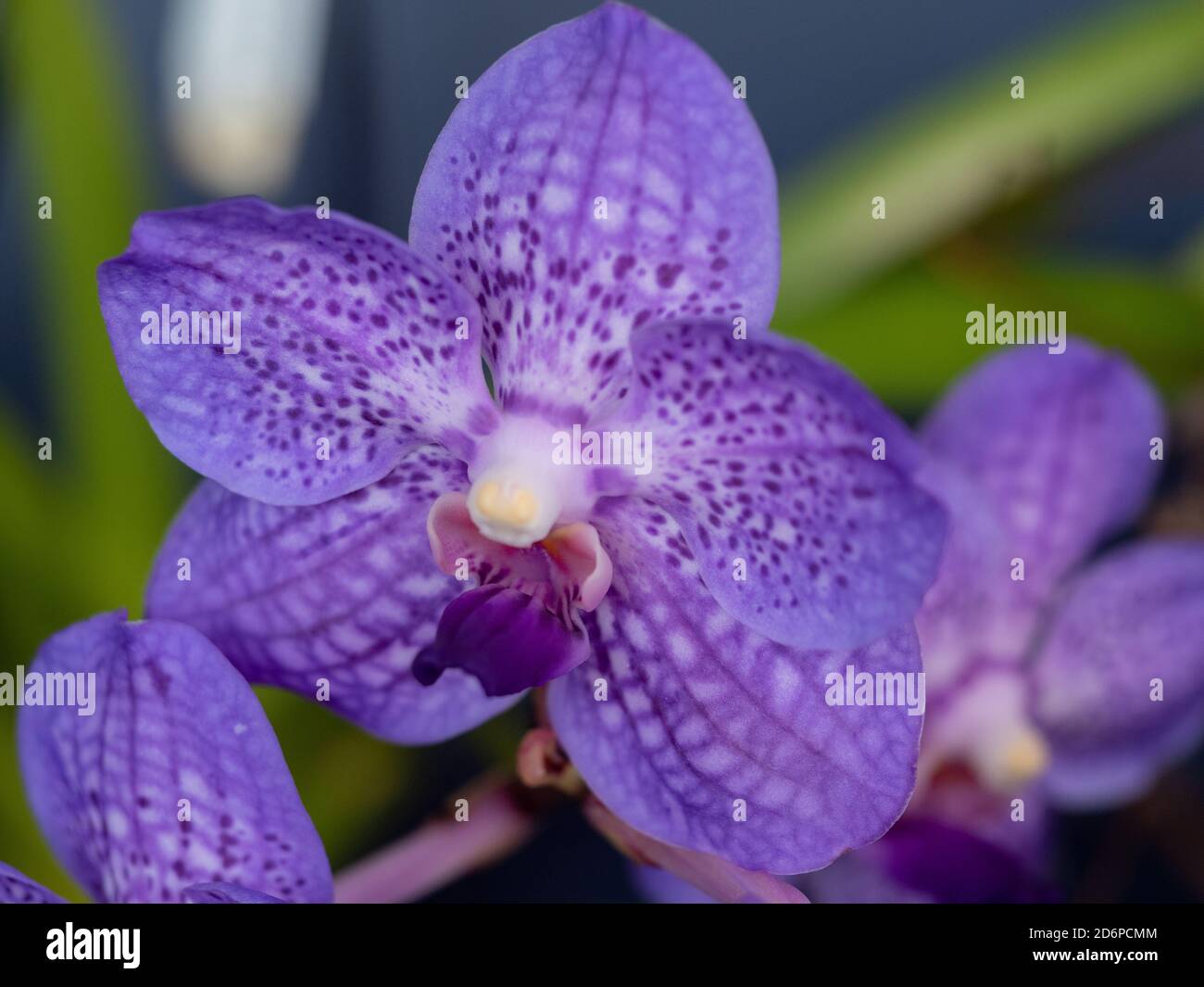 Flowers. Closeup of gorgeous Blue Vanda Orchid flower coming into full ...