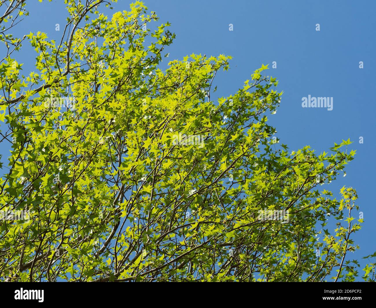 Liquid amber tree leaves hi-res stock photography and images - Alamy