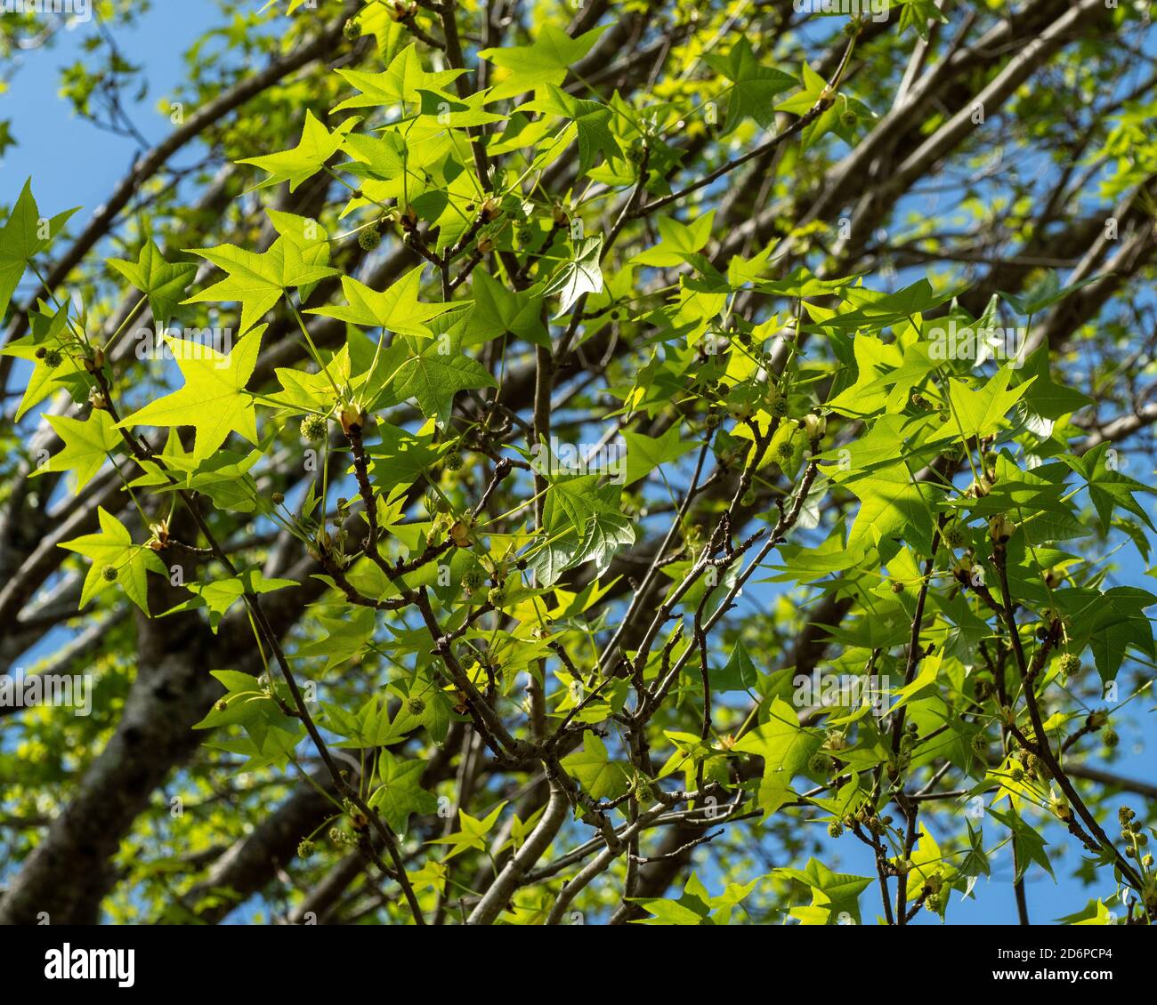 Liquid amber tree leaves hi-res stock photography and images - Alamy