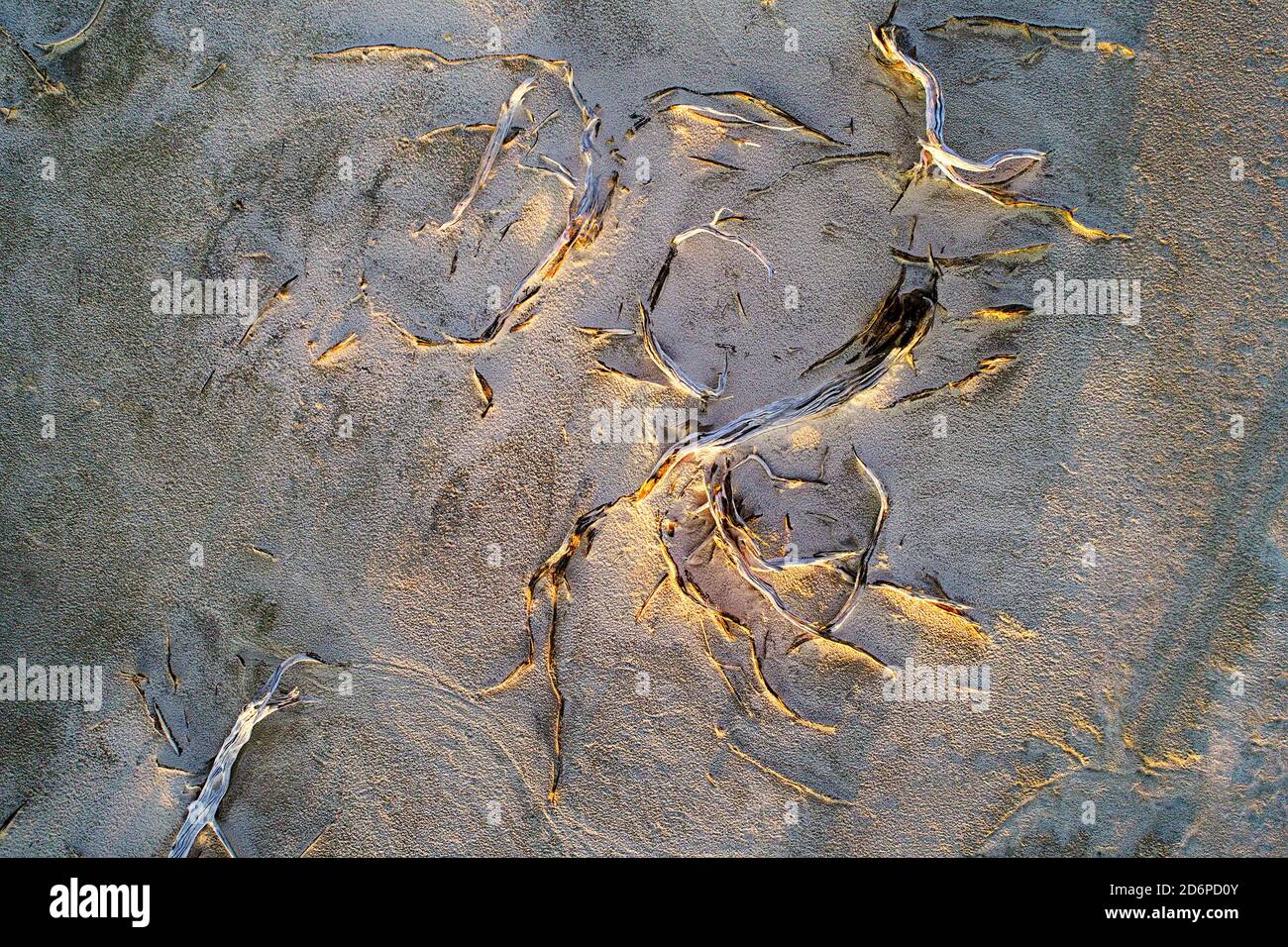 Dead tree limbs from above, Lake Ninan Salt Lake, Victoria Plains ...