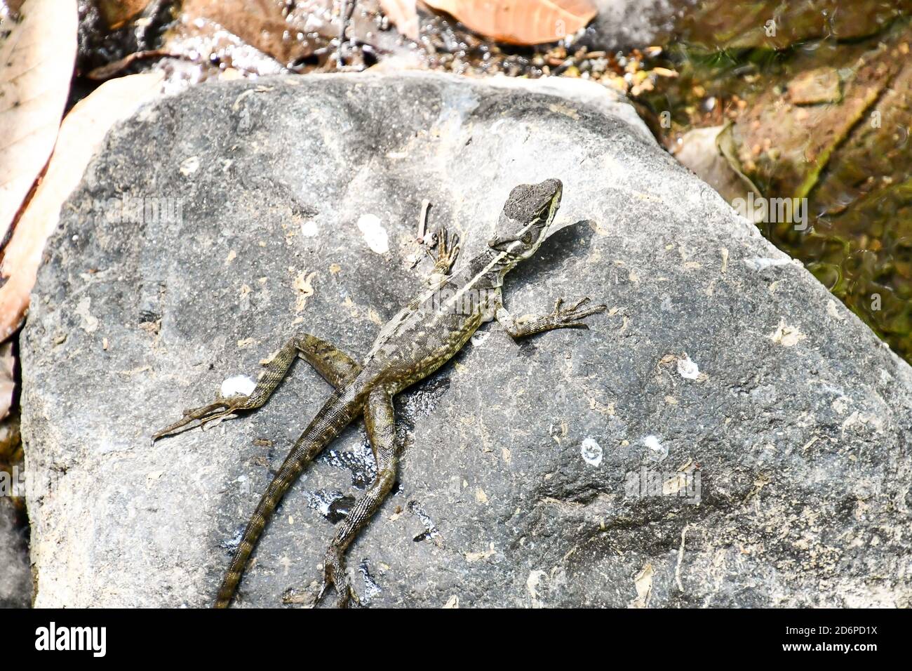 lizard on rock, photo as a background Stock Photo - Alamy