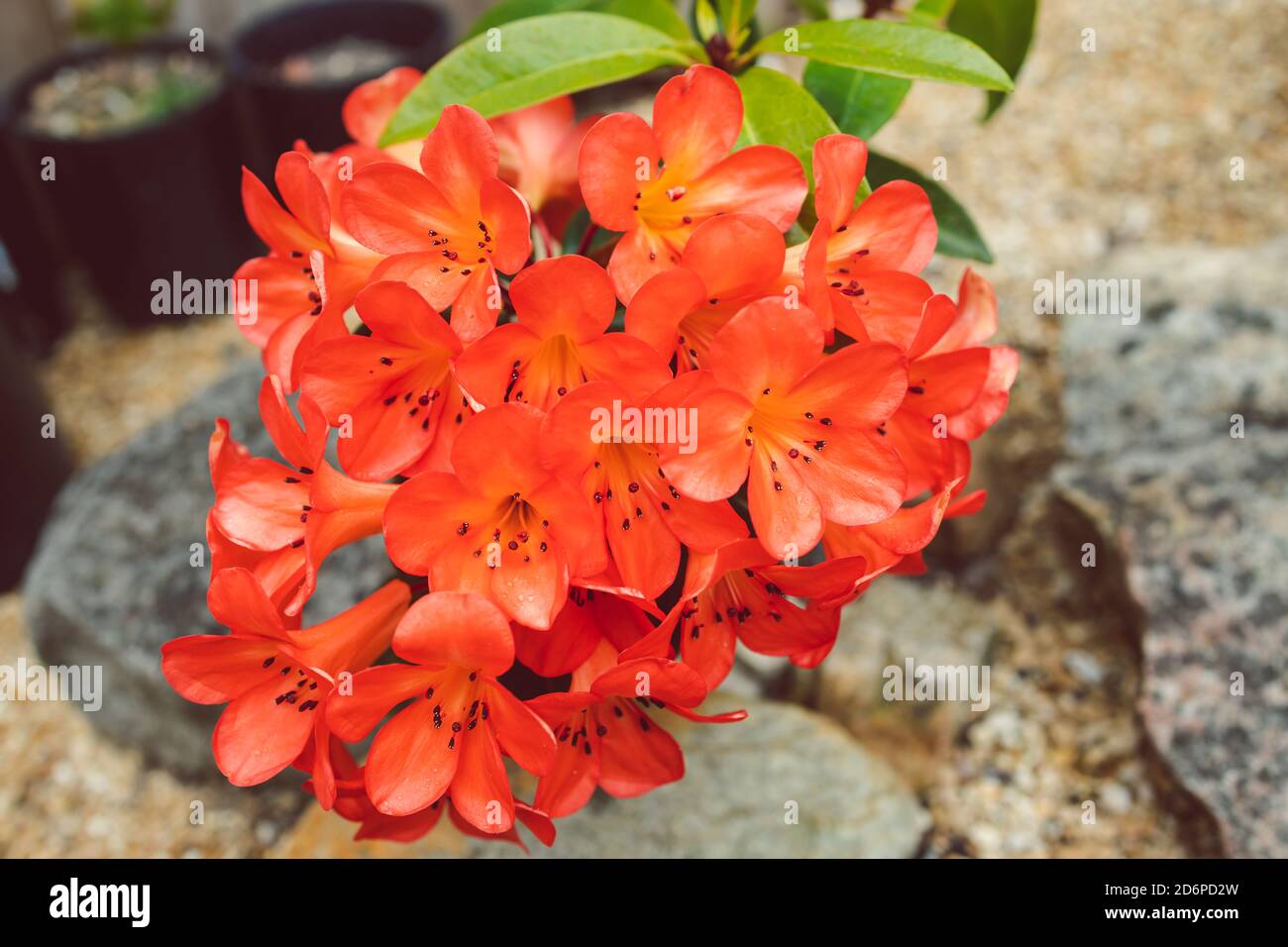 close-up of orange vireya rhododendron plant with coral flowers outdoor ...