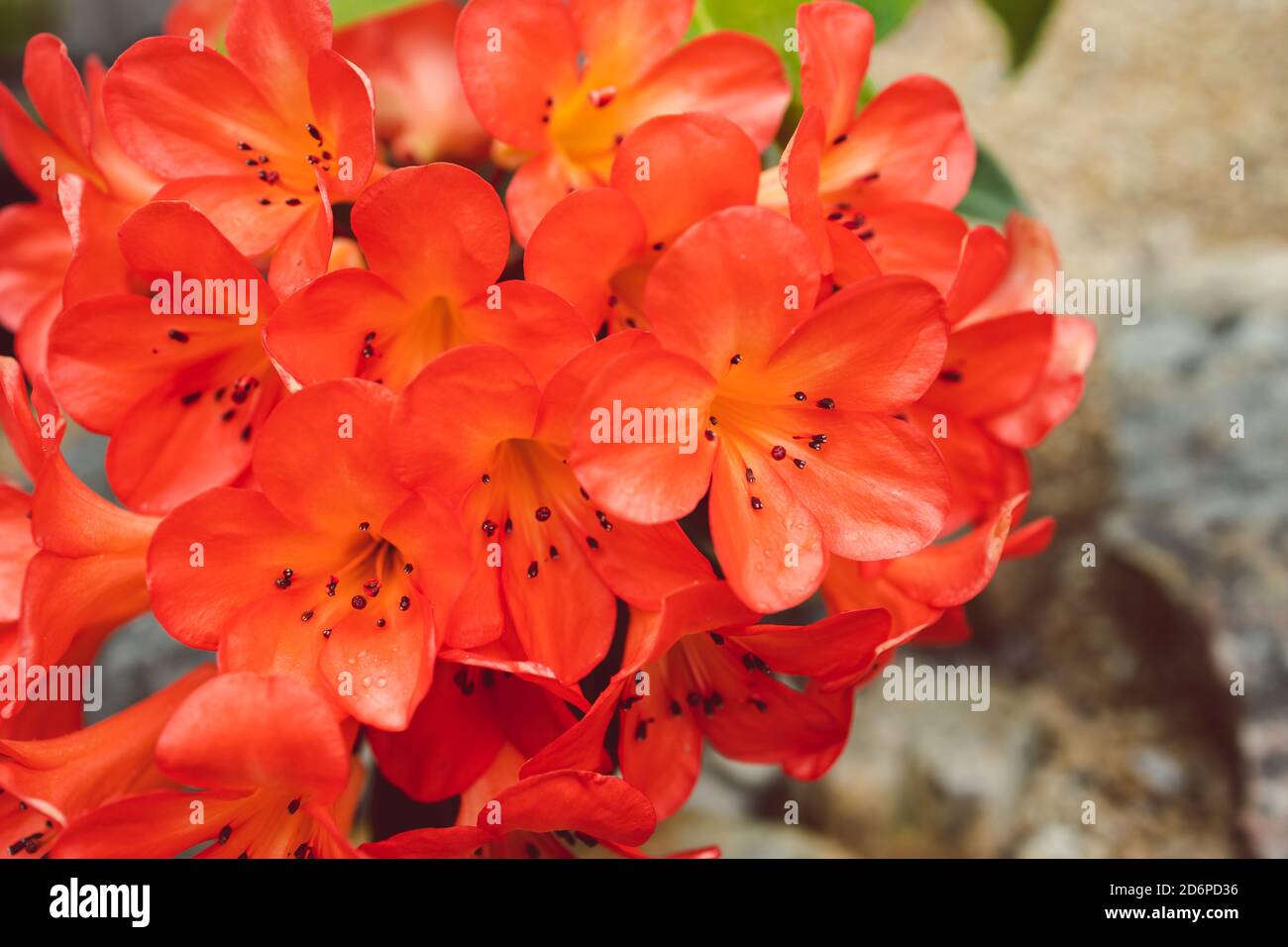 close-up of orange vireya rhododendron plant with coral flowers outdoor ...