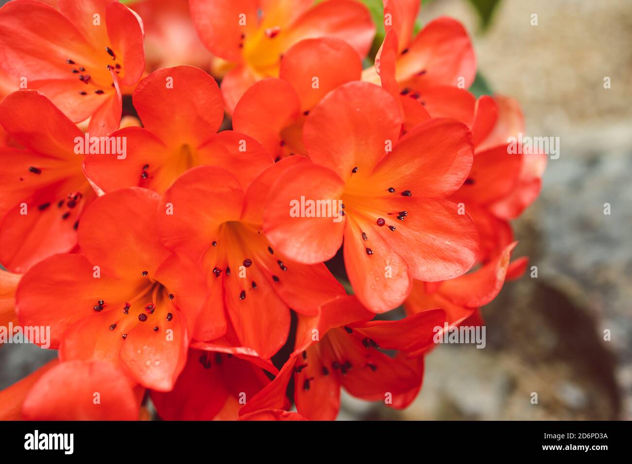 close-up of orange vireya rhododendron plant with coral flowers outdoor ...
