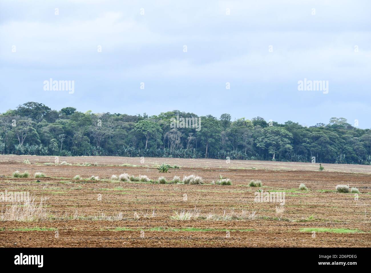 sheep in field, photo as a background Stock Photo - Alamy