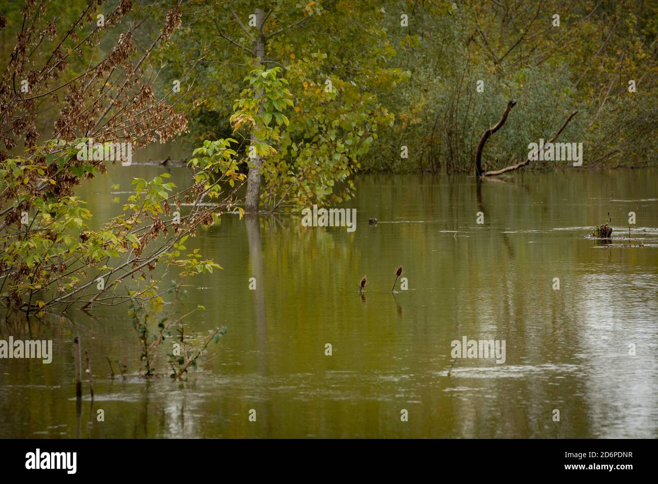 Beautiful autumn scene in a flooded forest with yellow trees reflecting ...