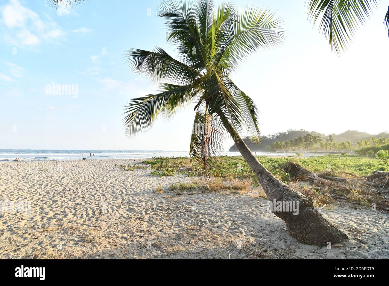 palm tree on the beach in samara nicoya costa rica central america ...