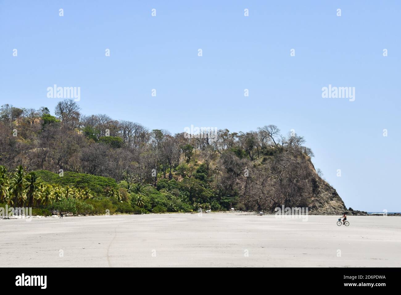tree on the beach, photo as a background , taken in Samara, Nicoya ...