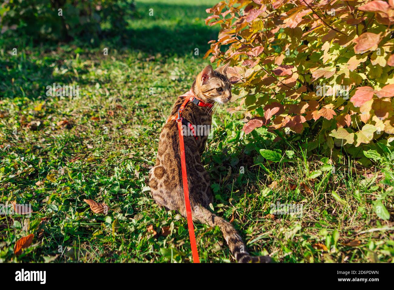 Cute little bengal kitty cat walking outdoors close to the maple tree ...