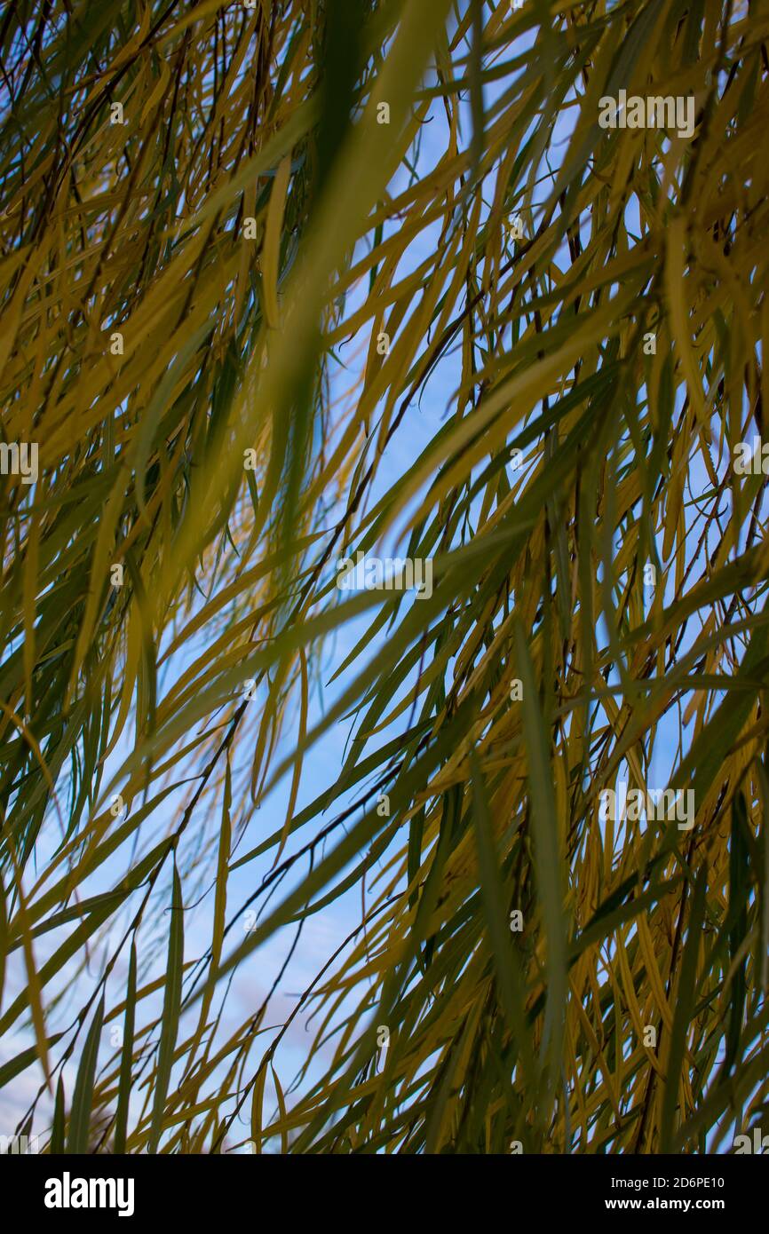 A close up of a willow tree Stock Photo - Alamy
