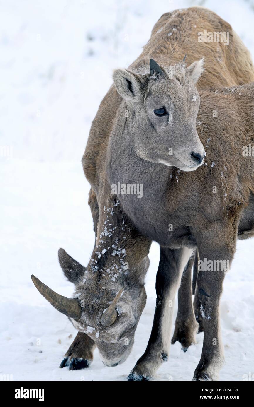 Salt sheep hi-res stock photography and images - Alamy
