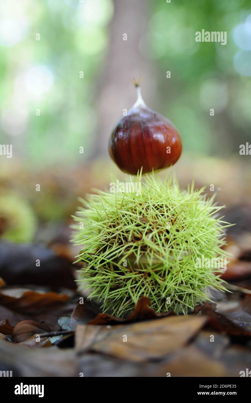 Vertical shot of fresh fallen chestnut and its prickly shell on the ...