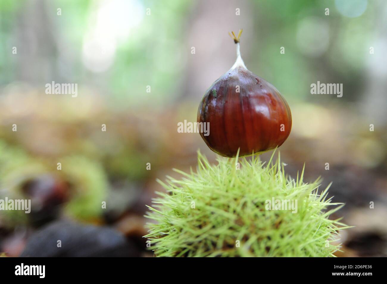 Soft focus fresh fallen chestnut and its prickly shell Stock Photo - Alamy