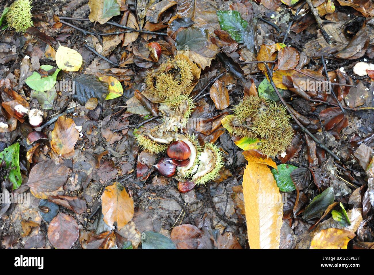 Overhead shot forest floor hi-res stock photography and images - Alamy
