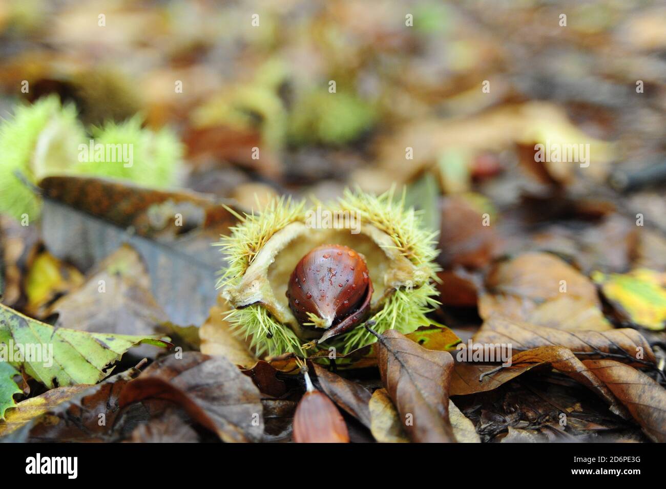 Soft focus of fresh fallen chestnut and its prickly shell on the forest ...