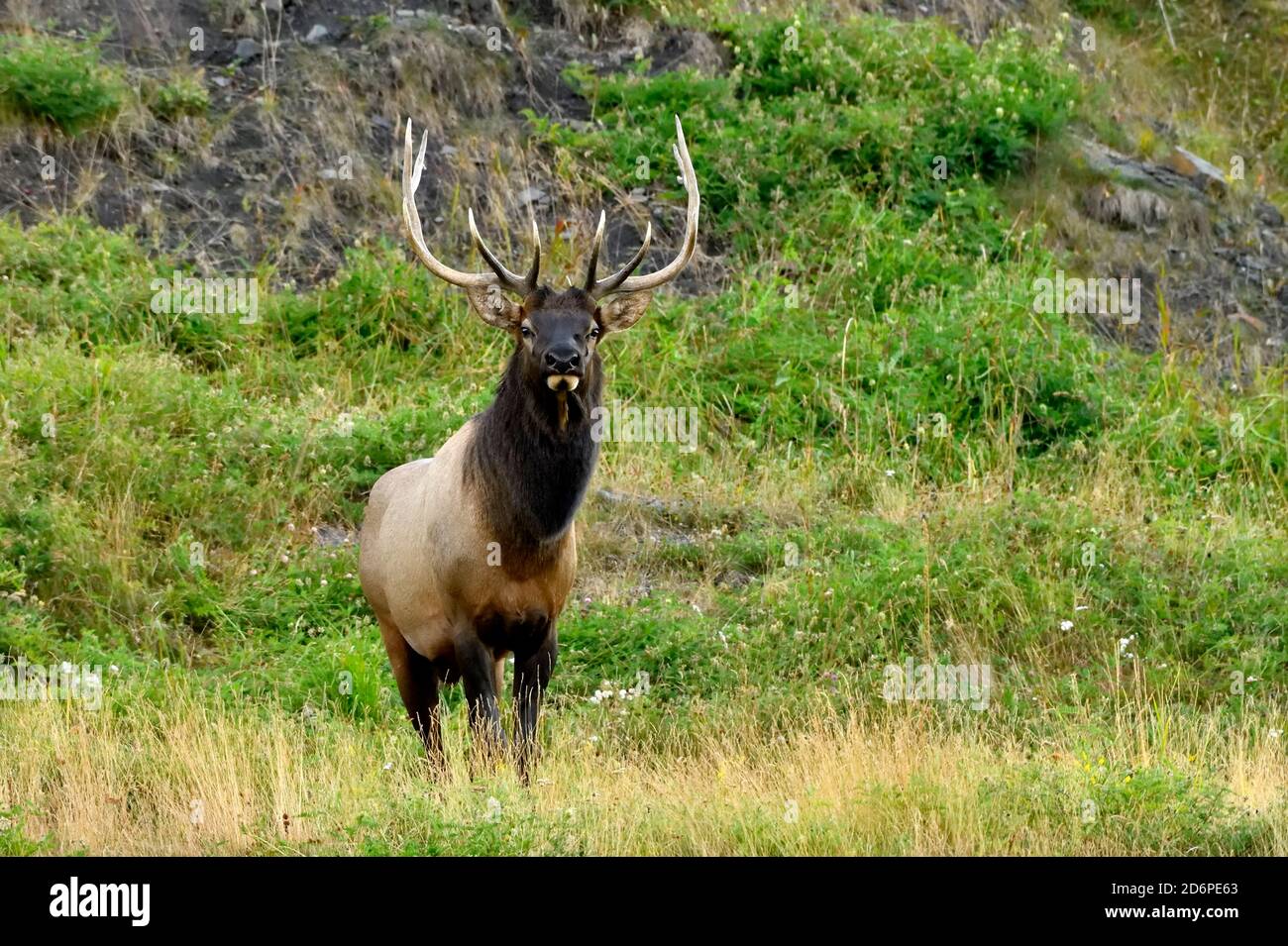 A curious bull elk "Cervus elaphus", standing looking at the camera in ...