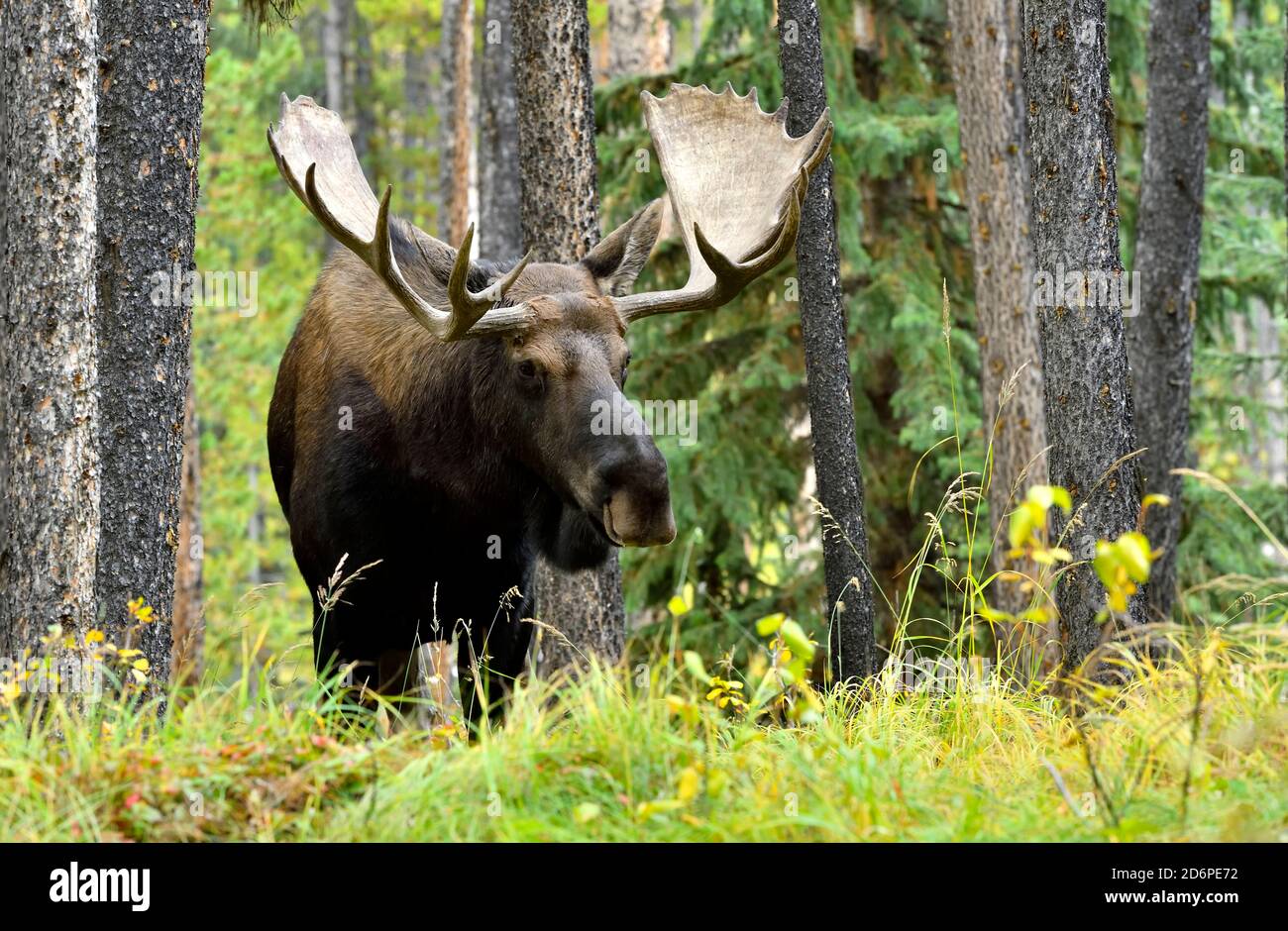 Moose Front View