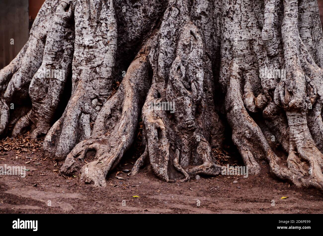 Root of the Tree Stock Photo - Alamy