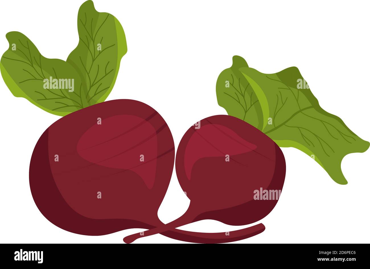 Red beetroot, illustration, vector on white background Stock Vector ...