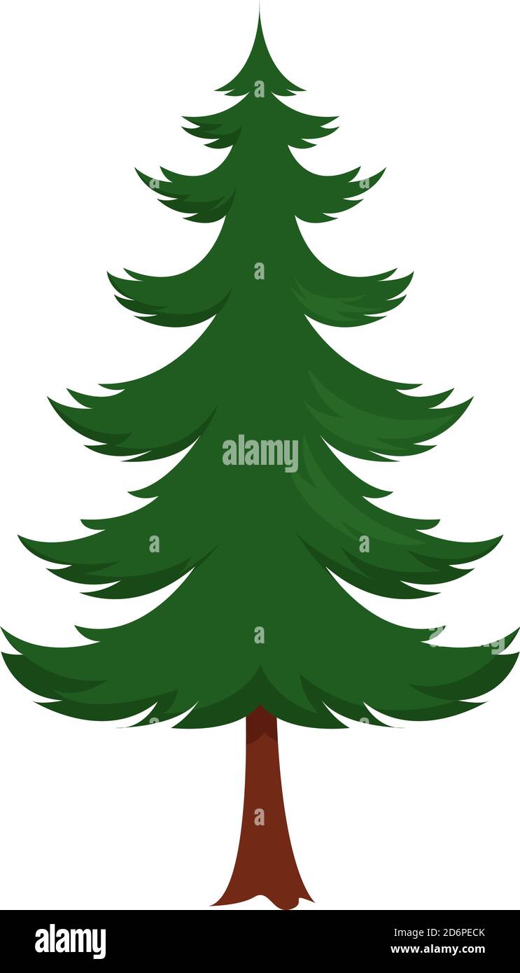 Tall spruce, illustration, vector on white background Stock Vector ...