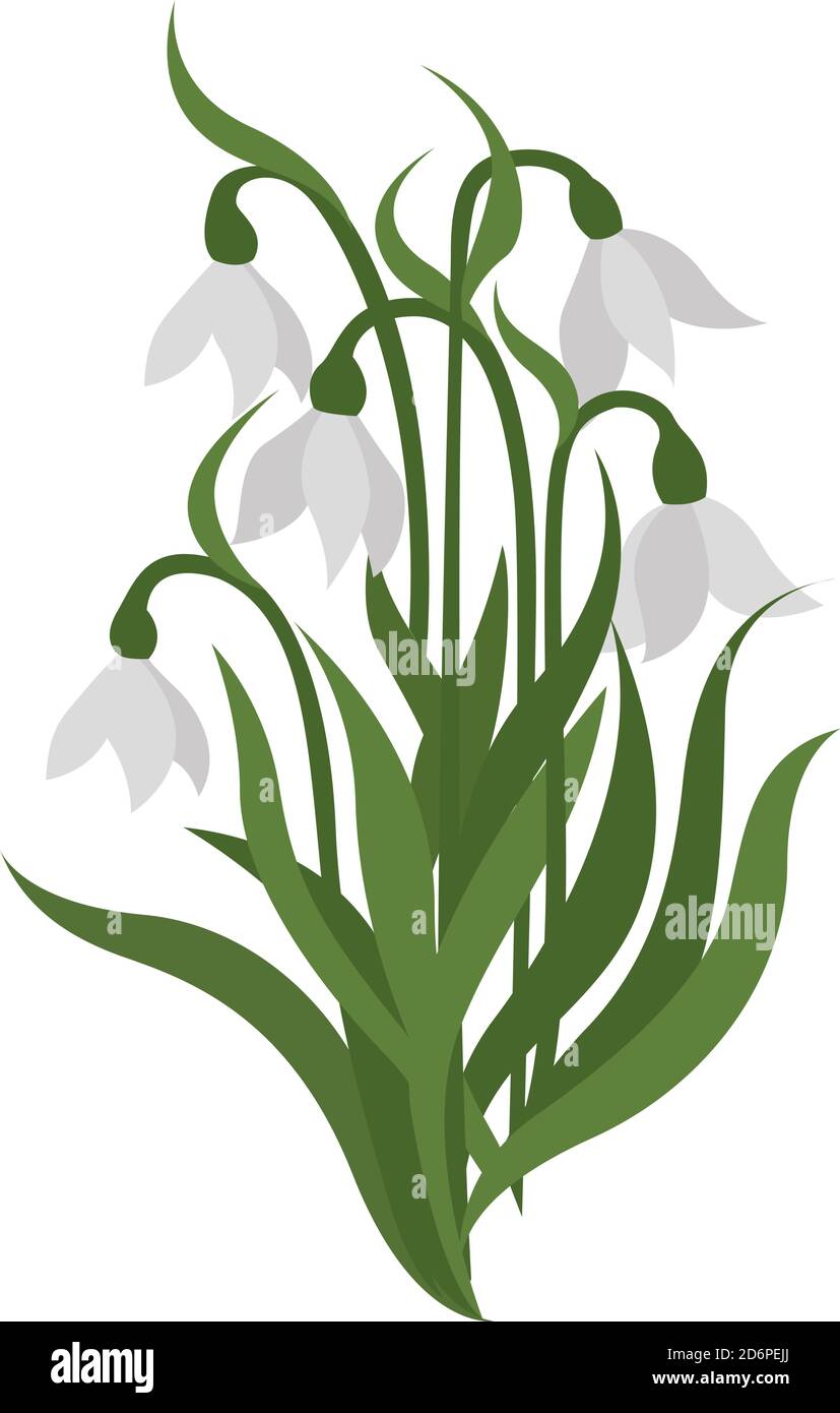 Petite snowdrops, illustration, vector on white background Stock Vector ...
