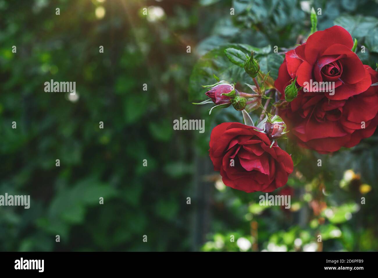 Red rose flowers on a background of greenery Stock Photo - Alamy