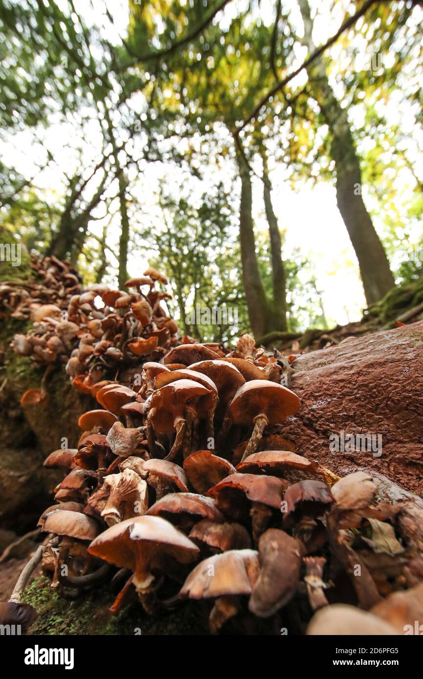 Fungi growing on a cut tree stump. Puzzlewood in Autumn Stock Photo - Alamy