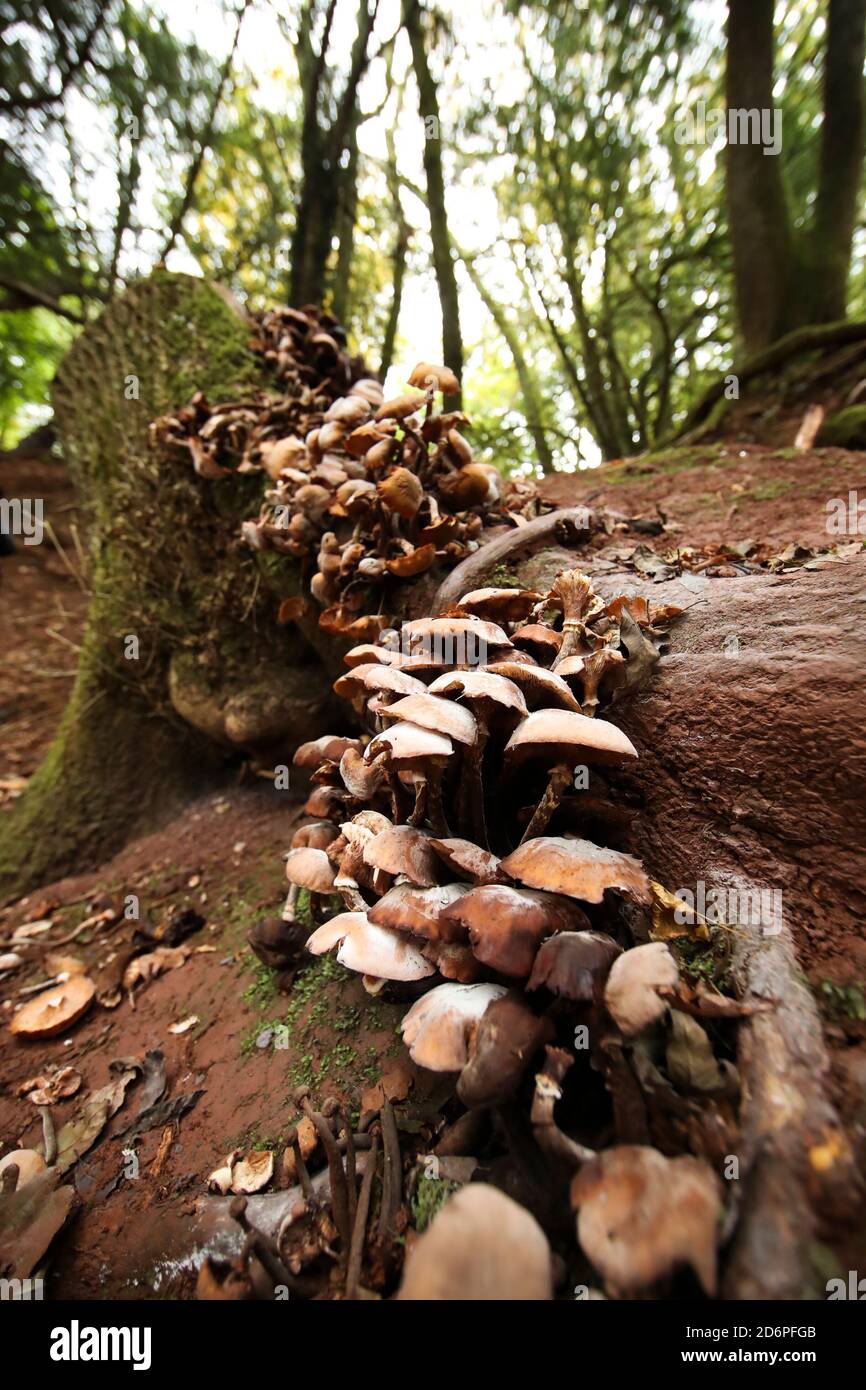 Fungi growing on a cut tree stump. Puzzlewood in Autumn Stock Photo - Alamy