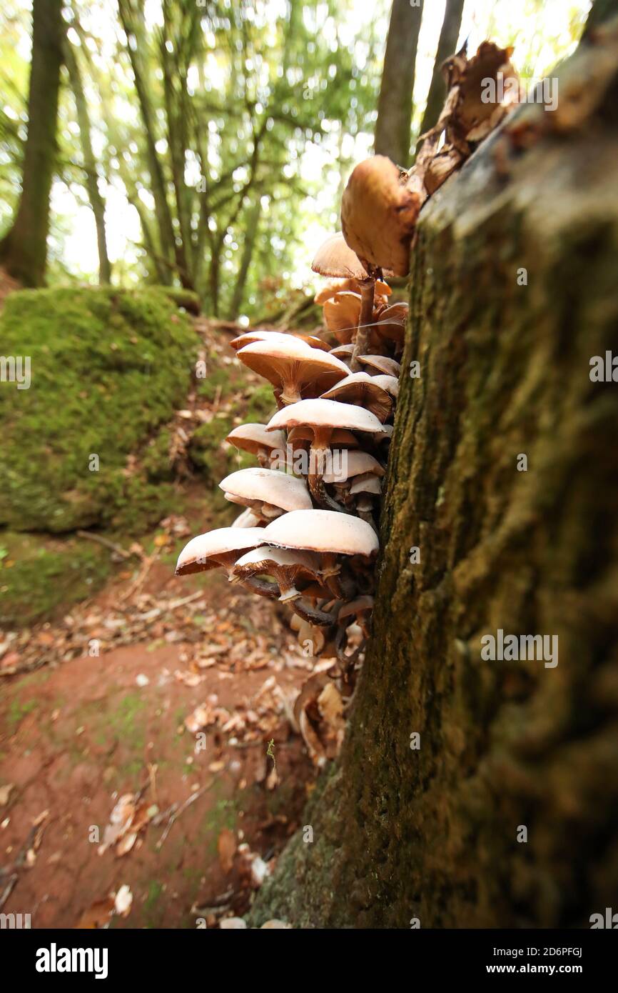 Fungus growing out tree stump hi-res stock photography and images - Alamy