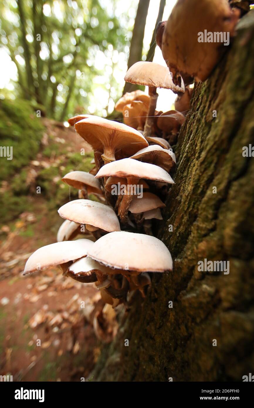 Fungus growing out tree stump hi-res stock photography and images - Alamy