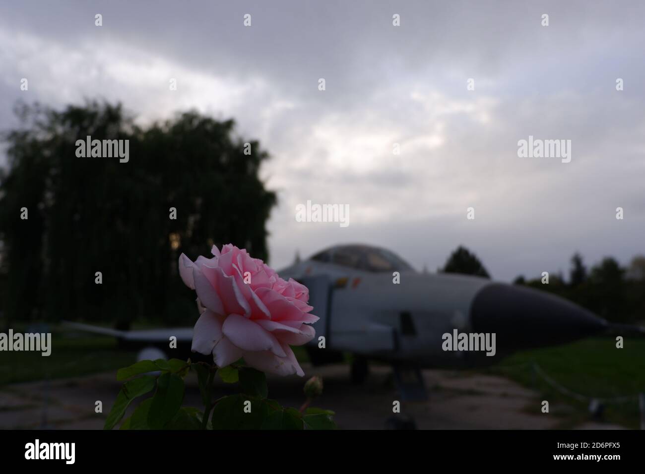 Pink Rose and Fighter Jet Stock Photo - Alamy