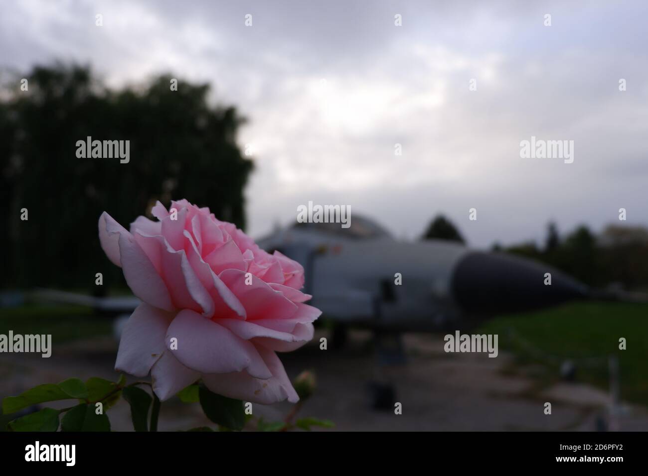 Turkish rose flower hi-res stock photography and images - Alamy