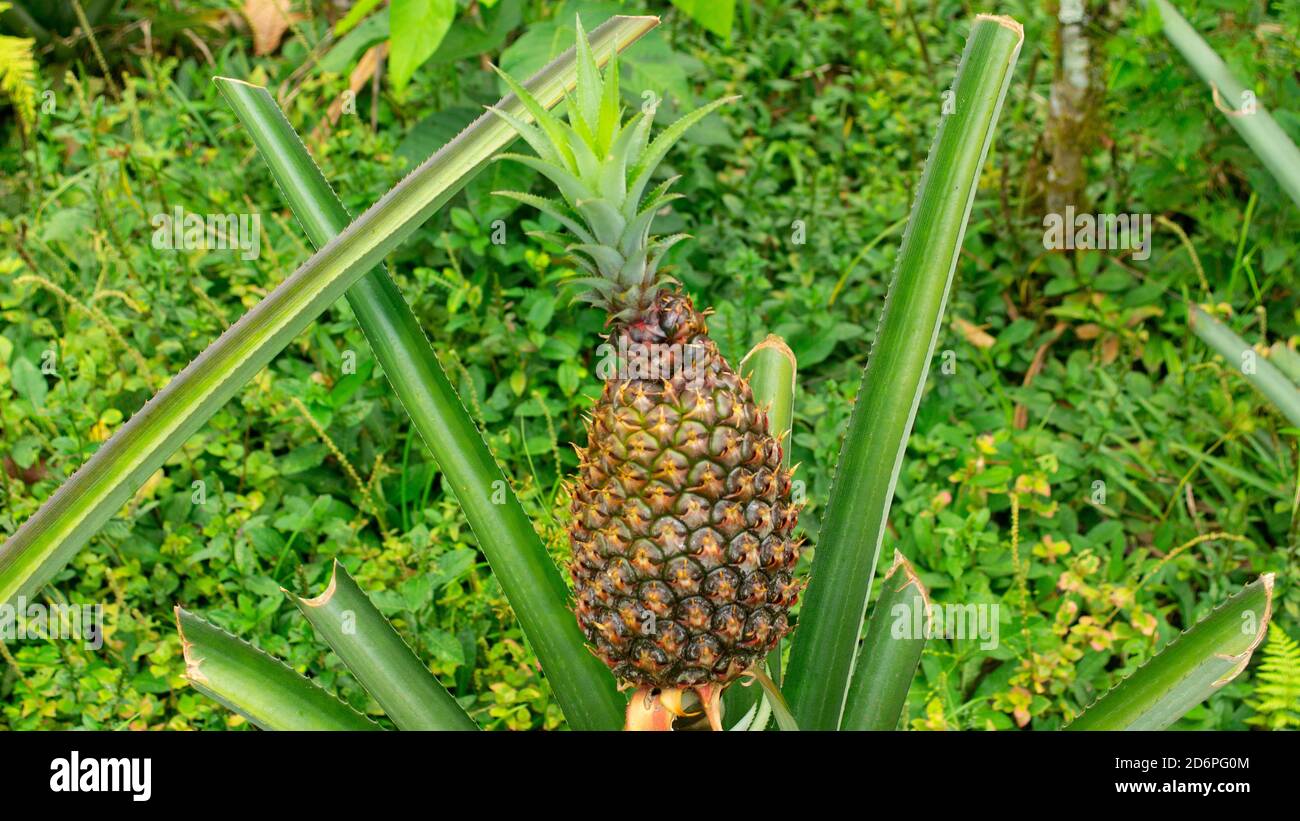 Close-up view of a green pineapple on the plant before being harvested ...
