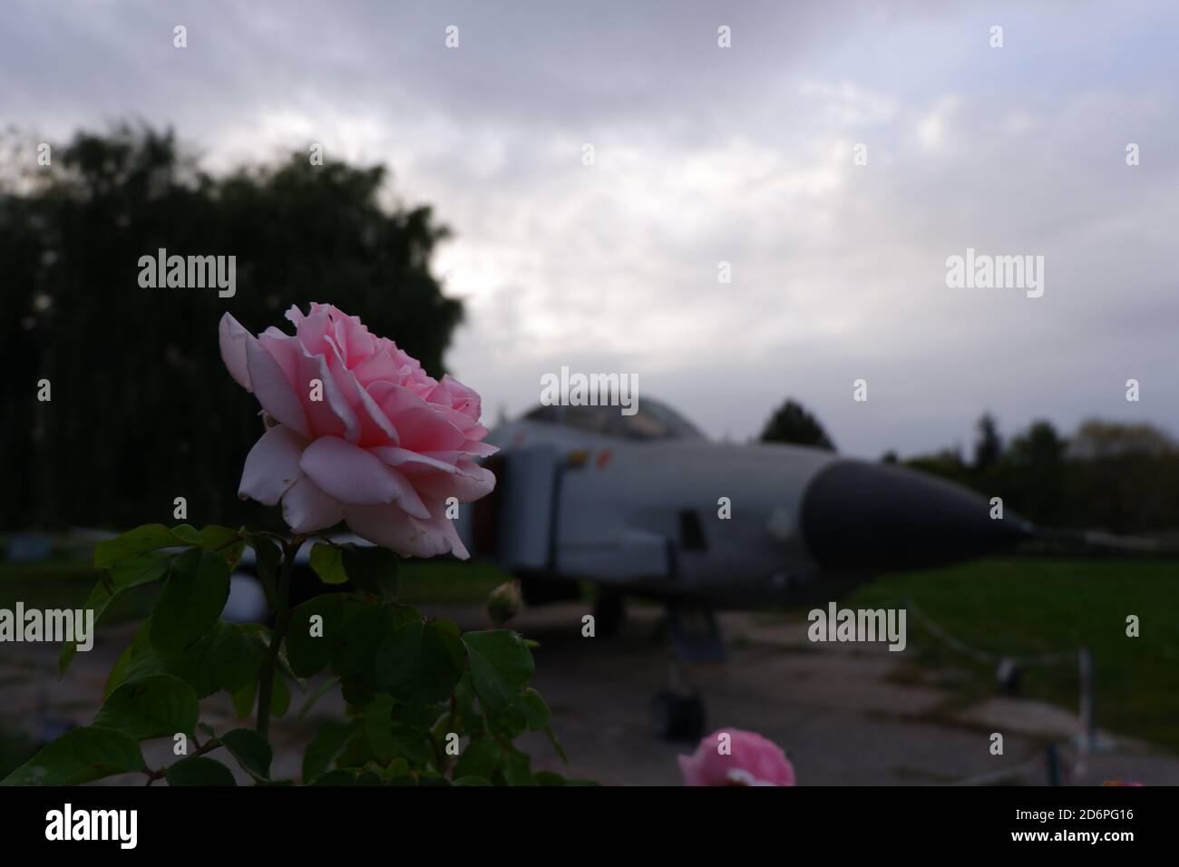 Pink Rose and Fighter Jet Stock Photo - Alamy