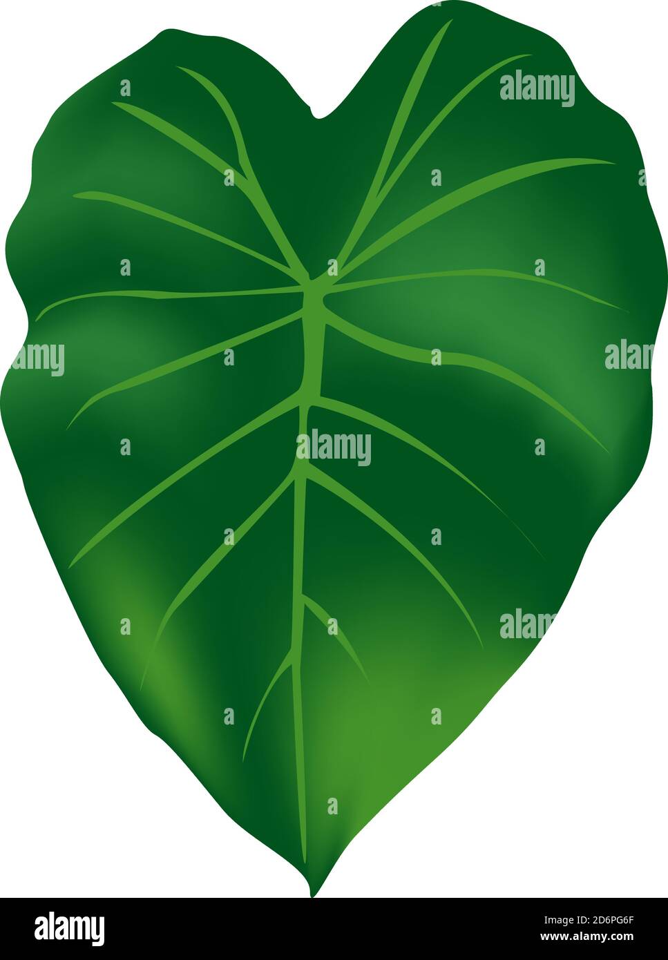 Taro leaf, illustration, vector on white background Stock Vector Image ...