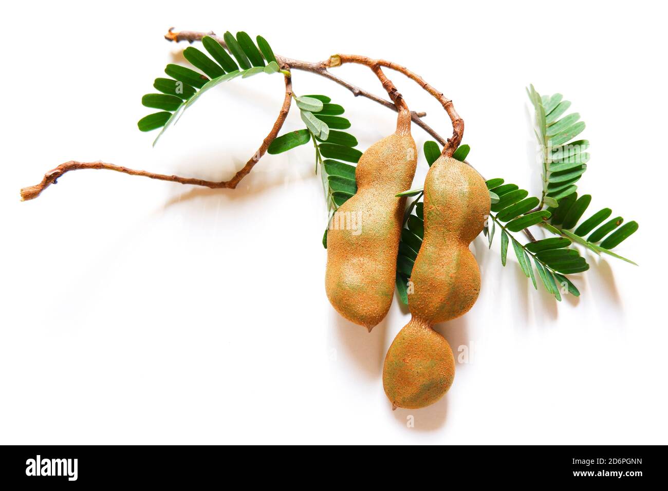 Tamarind plant hi-res stock photography and images - Alamy