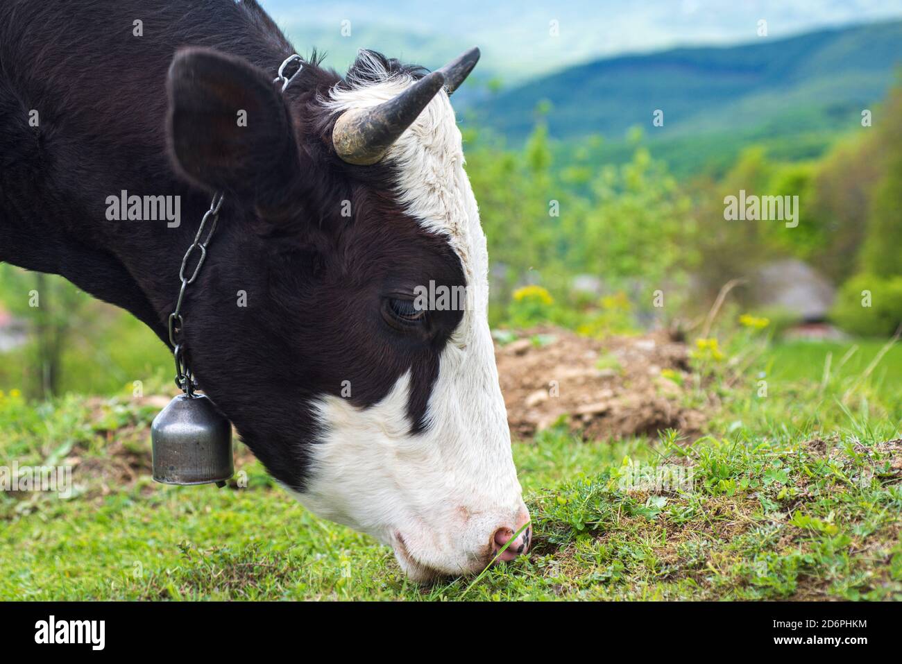 Cow farm. Cows head grazing at field Stock Photo - Alamy