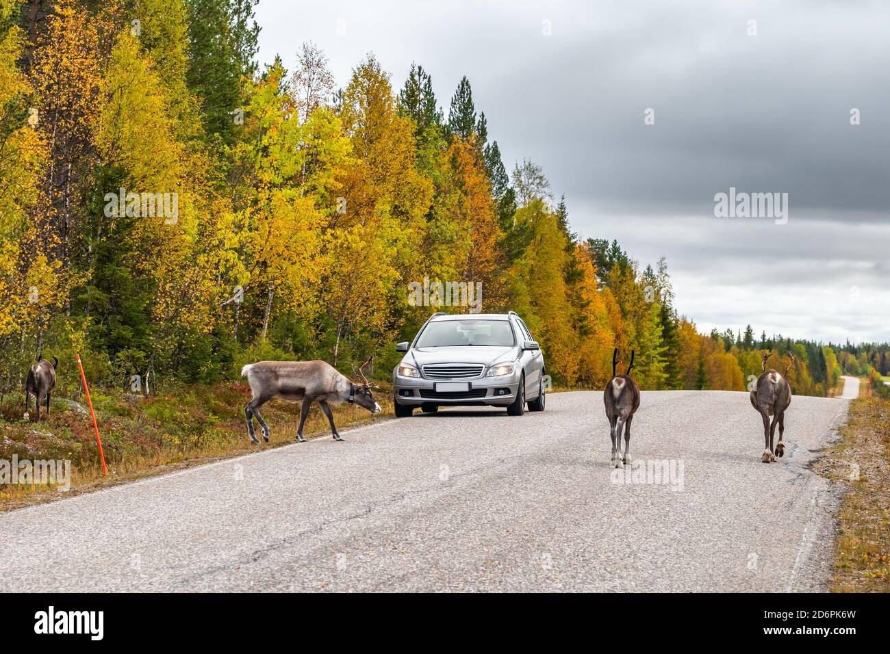 Wild deers crossing highway in front of the car in Scandinavia Stock ...